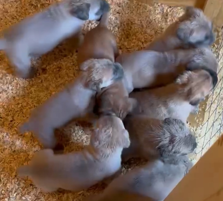 Adonis X Kenya (Litter) - Siler Cane Corso | Cane Corso Puppies for Sale